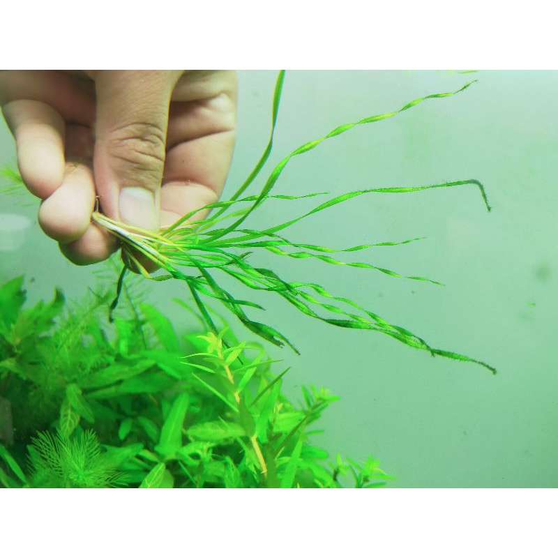 Helanthium Vesuvius ( echinodorus Vesuvius ) aquatic plant | Shopee ...