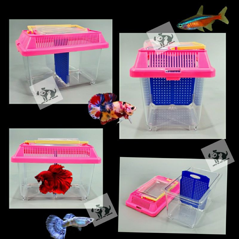 Betta tank guppy fish tank bekas ikan laga fighthing fish tank XHCB ...