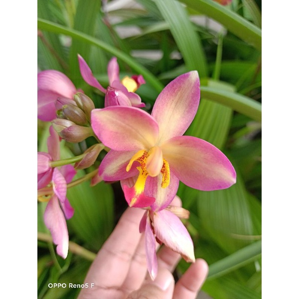 Orkid Pinang Pelbagai Warna Saiz Kecil (SILA BACA DESCRIPTION) | Shopee ...