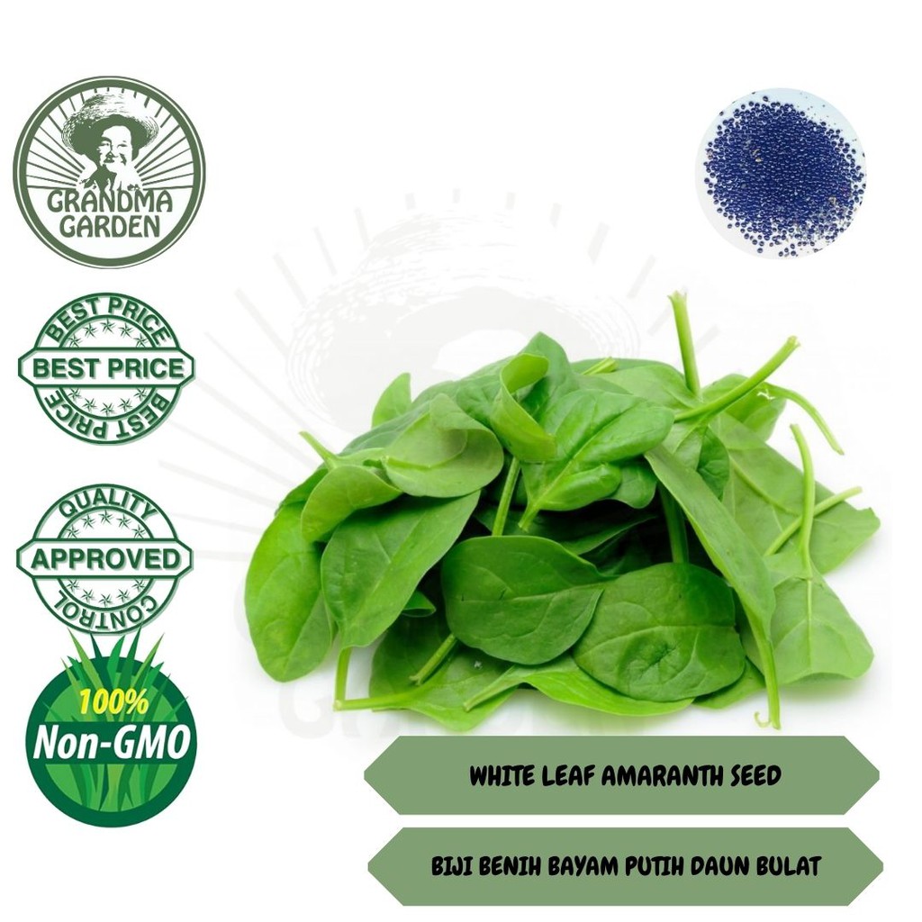👵BELI 10 FREE 1👵 BIJI BENIH BAYAM PUTIH DAUN BULAT / WHITE LEAF ...
