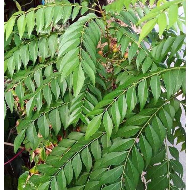 Pokok Daun Kari / Curry Leaf Plant | Shopee Malaysia