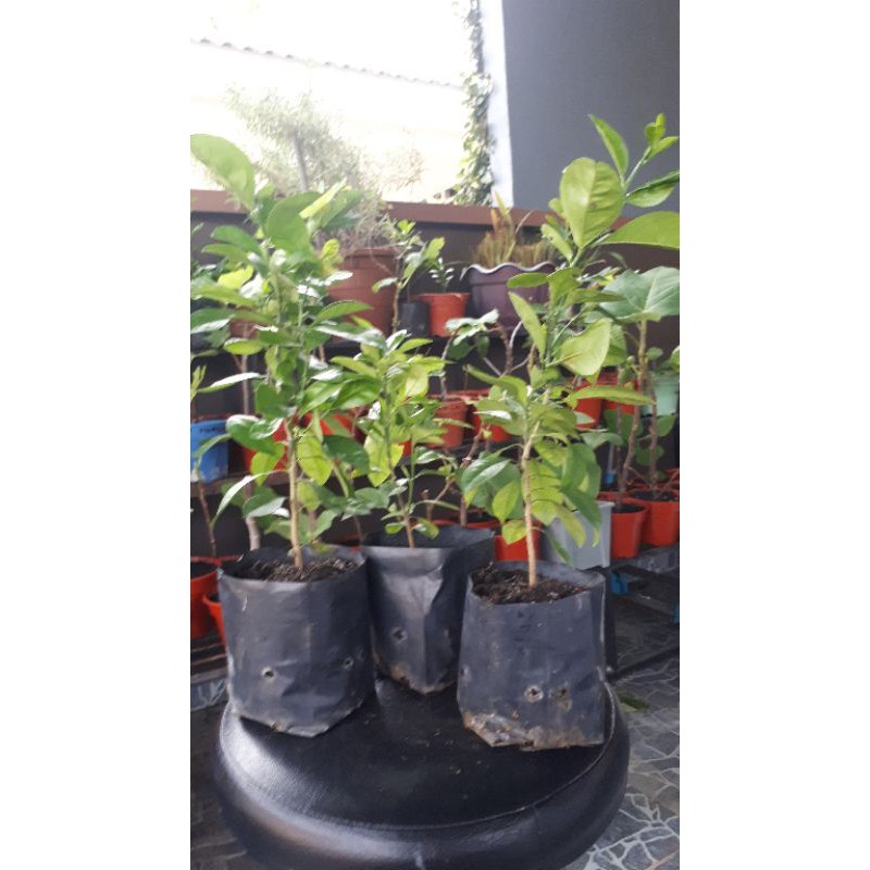 Pokok limau kasturi , mudah ditanam didalam pasu (saiz pokok seperti ...