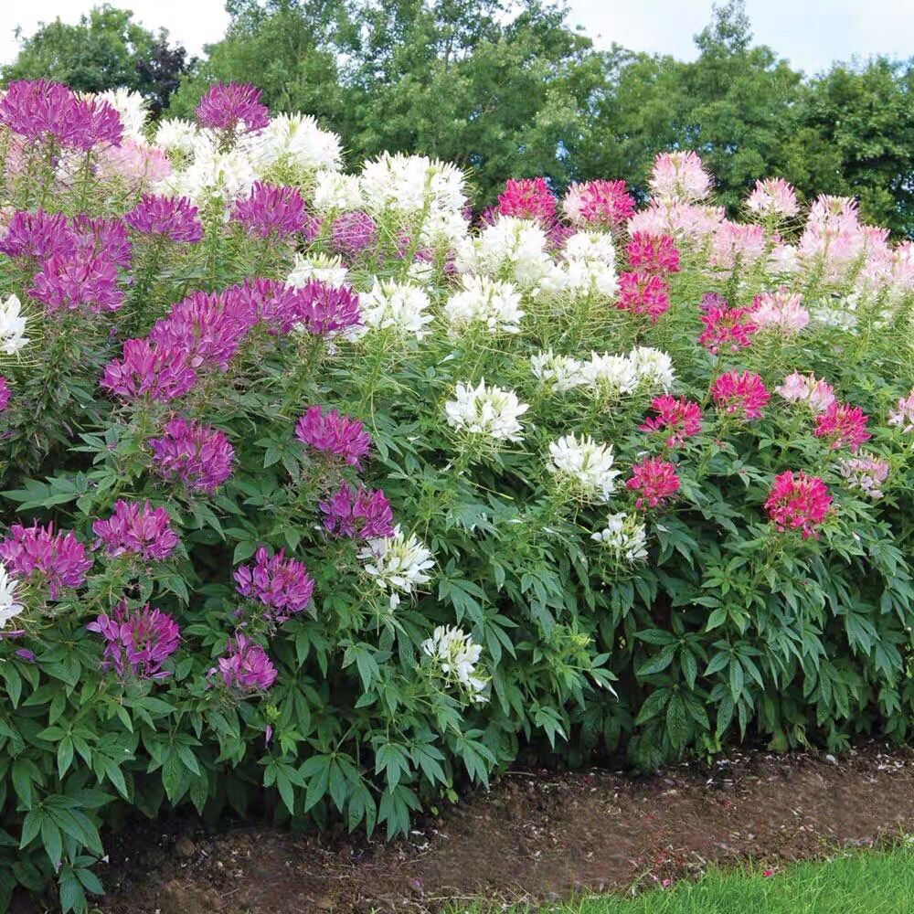 Benih Bunga Cleome Mix Colour 30pcs/Flower Seed/混色醉蝶花籽 | Shopee Malaysia