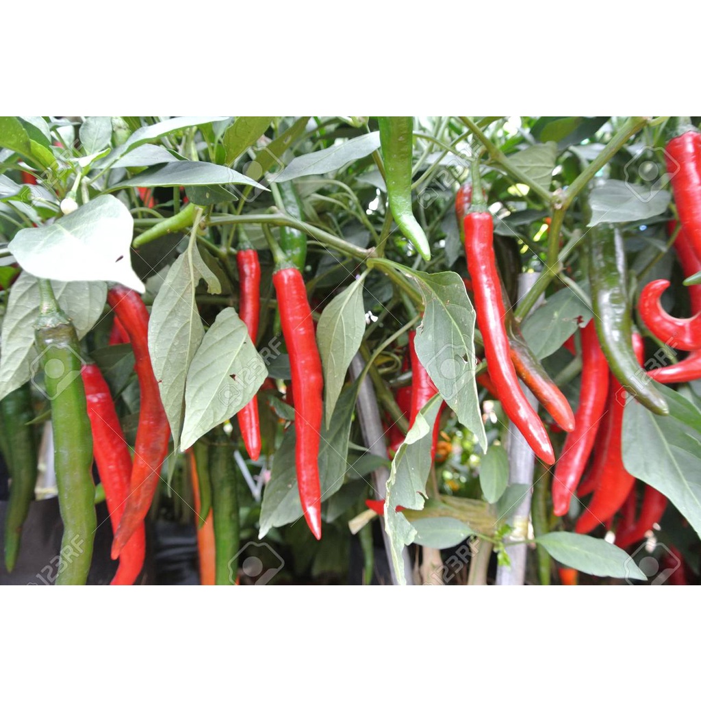 Anak Pokok Lada Merah / Cili Kulai / Cili Besar Paket Hobi | Shopee ...