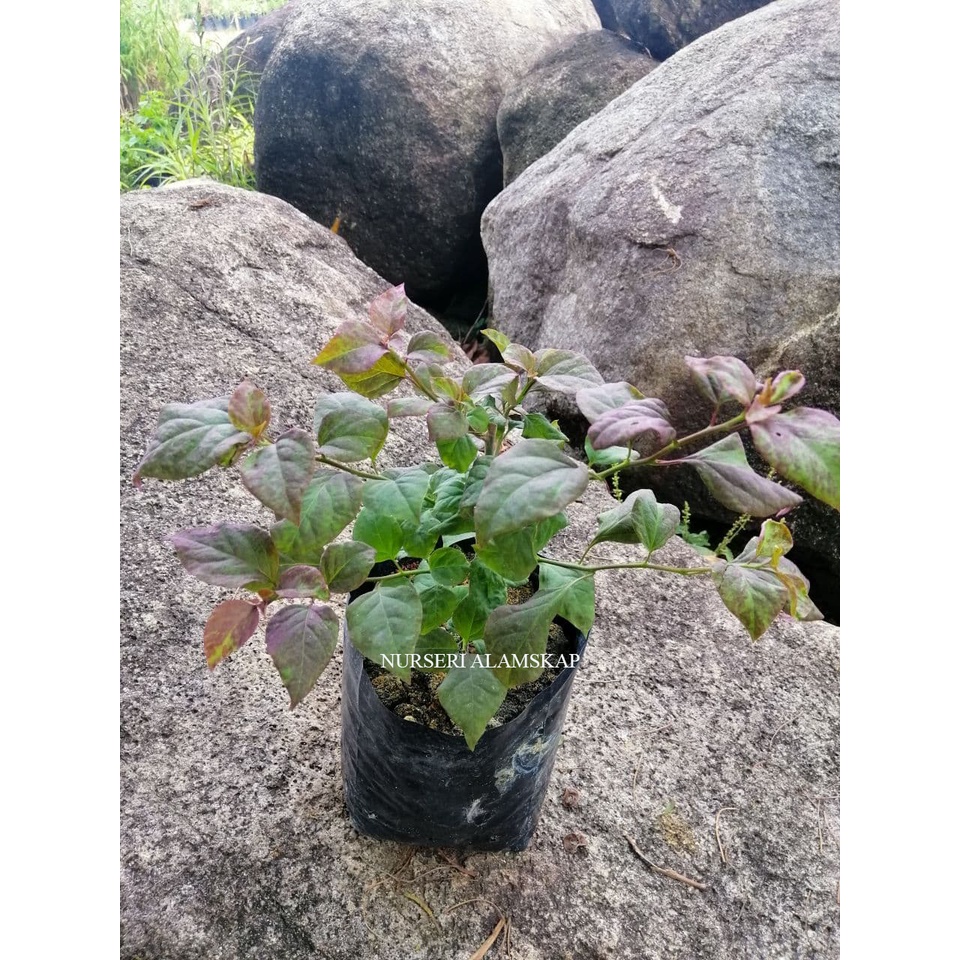 [LIVE PLANT] ID BLACK MARIA/ BOUGAINVILLEA (sila baca keterangan produk ...