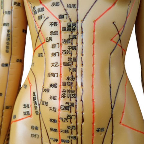 中醫針灸穴位圖人體模型銅人男女全身十二經絡小皮人針灸穴位模型花下Peta titik akupunktur akupunktur TCM ...