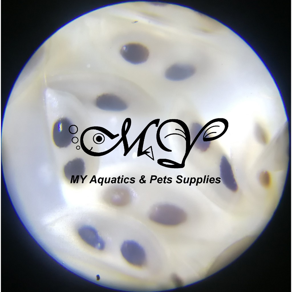 Daphnia Magna, Kutu Air Raksasa (Egg / Resting Egg) | Shopee Malaysia