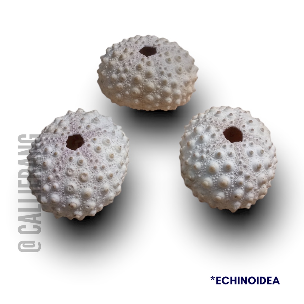 PUTIH White Pig Feathers / Sea Hedgehogs Echinoideas Craft Materials ...