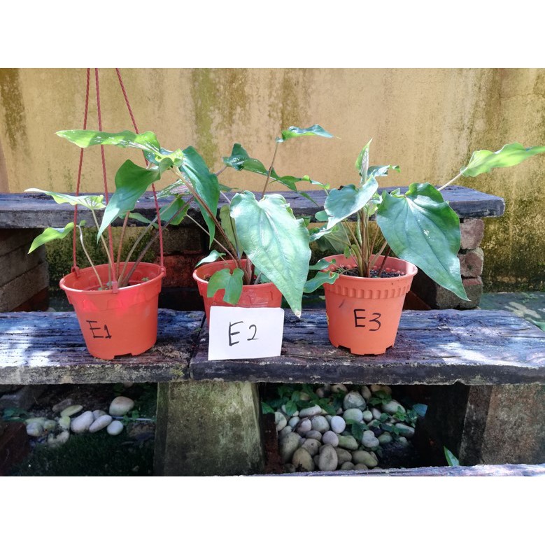 Anak pokok Caladium Bicolor (Less red color and less stripes) | Shopee ...