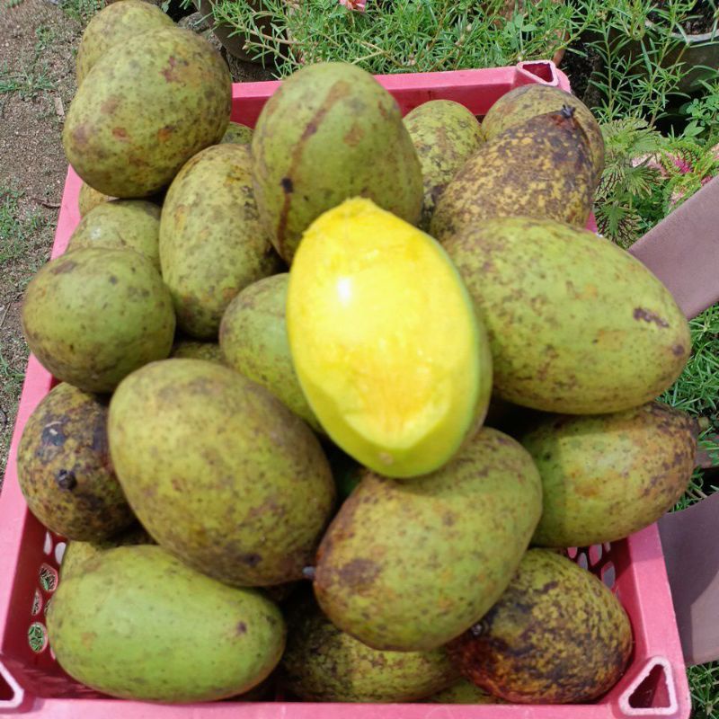Buah macang kampung masak 1 kg | Shopee Malaysia