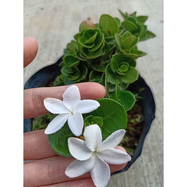 [Paling Horticulture Sdn Bhd] Carissa Macrocarpa 大花假虎刺 | Pokok Bunga ...