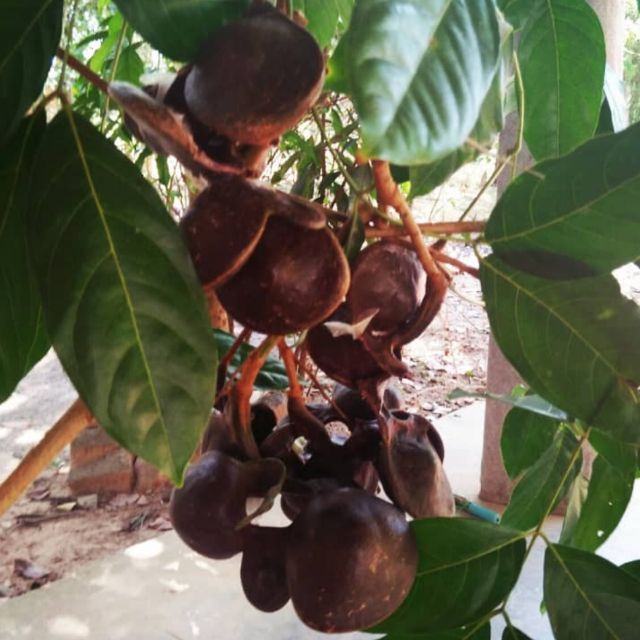 Pokok jering ( ulam jering ) | Shopee Malaysia
