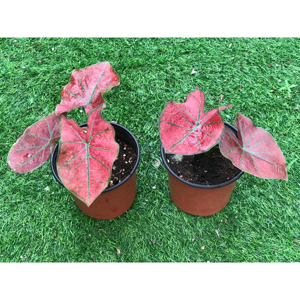 Caladium Festivia (P130-S/M) | Shopee Malaysia