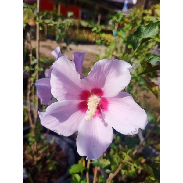 Pokok Bunga Raya Carnation Soft Purple Selapis/Ungu Lembut | Shopee ...