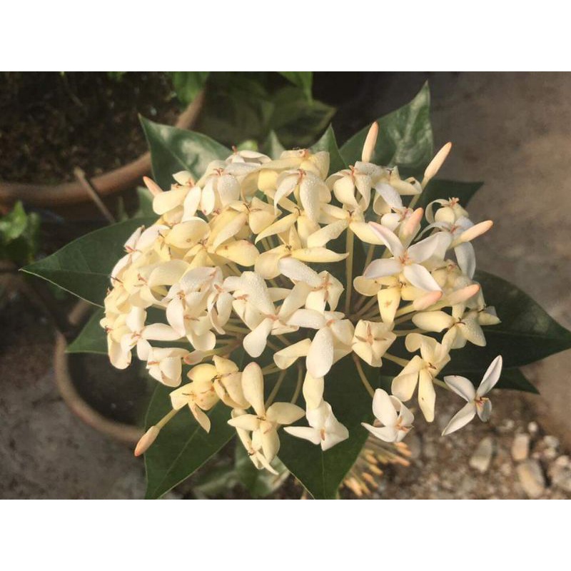 Pokok Bunga wangi Siantan Jejarum Ixora Madagascar Odorata Fragrant ...