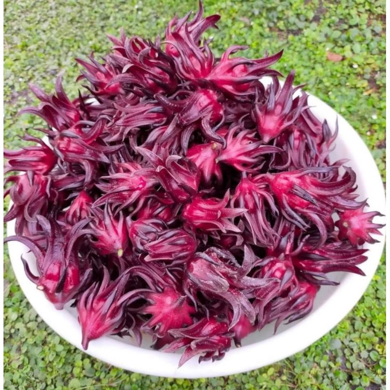 [SUP FAST] 30Pcs Roselle/Ribena Flower Seeds/洛神花玫瑰茄种子/BijiBenih Bunga ...