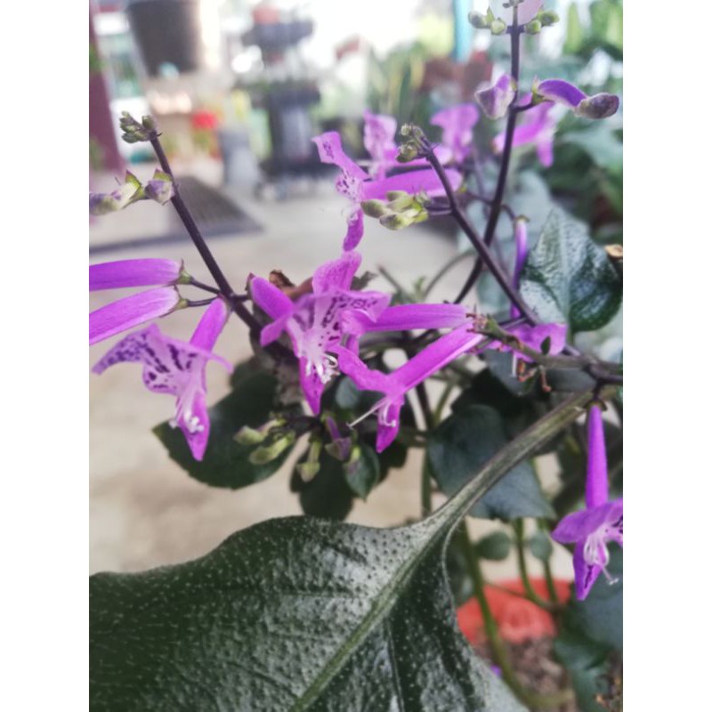 Pokok Bunga Lavender (Anak pokok dalam pot) | Shopee Malaysia
