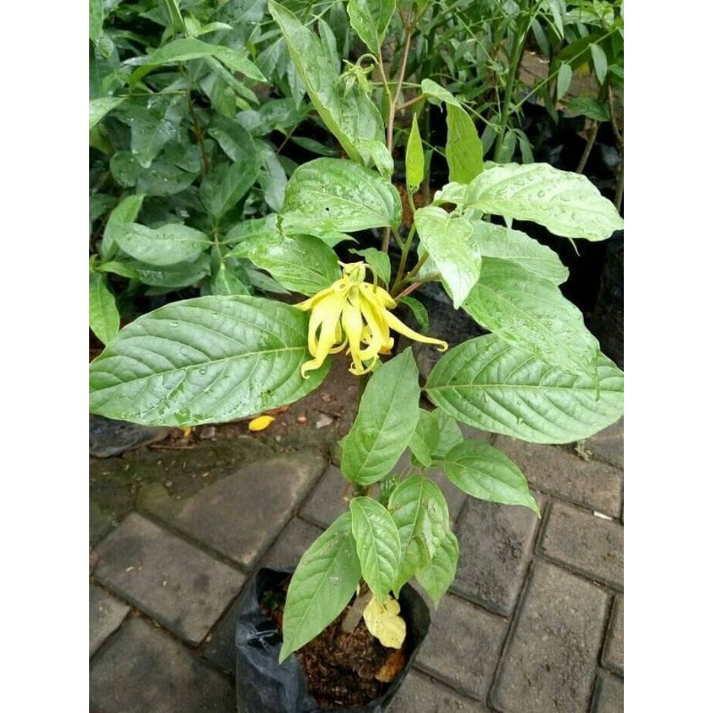 💥🔥 POKOK BUNGA KENANGA / pokok bunga wangi / pokok hiasan outdoor ...