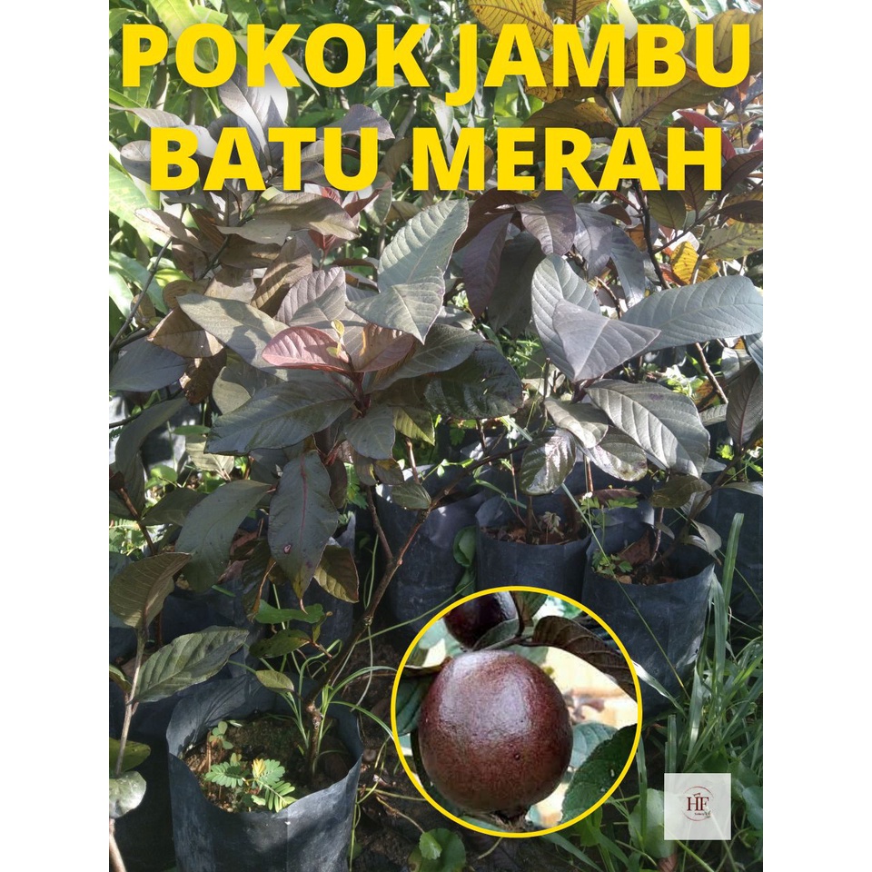 Pokok Jambu Batu Merah/ Red Guava/ Isi Merah Jambu Anak Pokok Cepat ...
