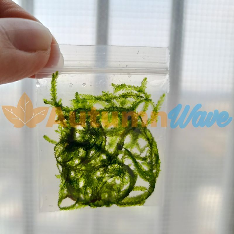 Aquatic Java Moss Plant Vesicularia Dubyana Java Moss Aquarium ...