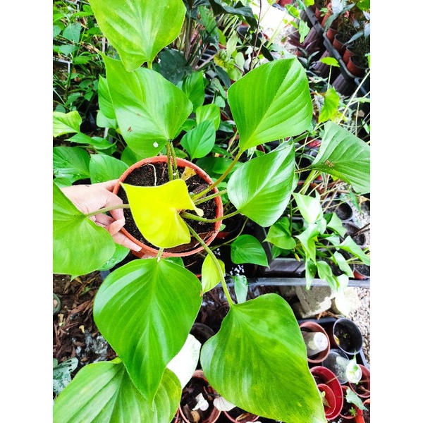 KELADI HAMOLOMENA KEMOYANG HITAM EMERALD SEPULIH LINTAH ...