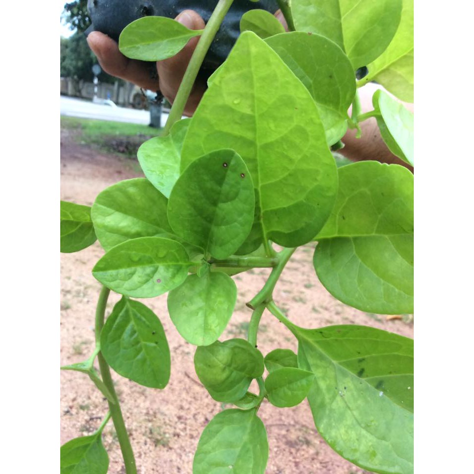 Anak Pokok Pucuk Raja / Kangkung Cina | Shopee Malaysia