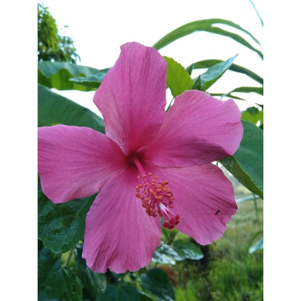 keratan bunga raya pink.rm5 (4 keratan) | Shopee Malaysia