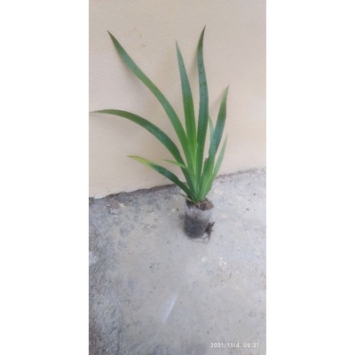 anak pokok jerangau merah serawak | Shopee Malaysia