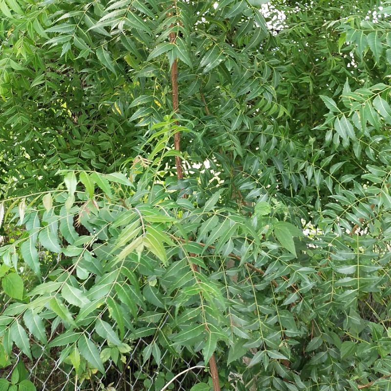 5 benih pokok semambu/neem(keratan batang 5inci+) | Shopee Malaysia