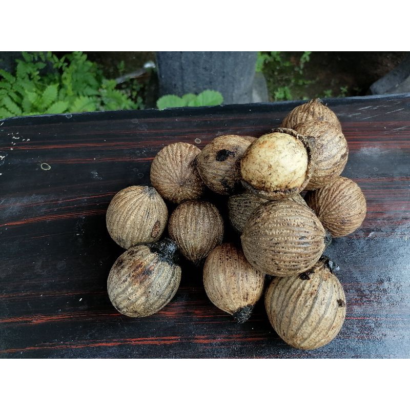 BUAH KULIM SEGAR DARI HUTAN 1KG | Shopee Malaysia