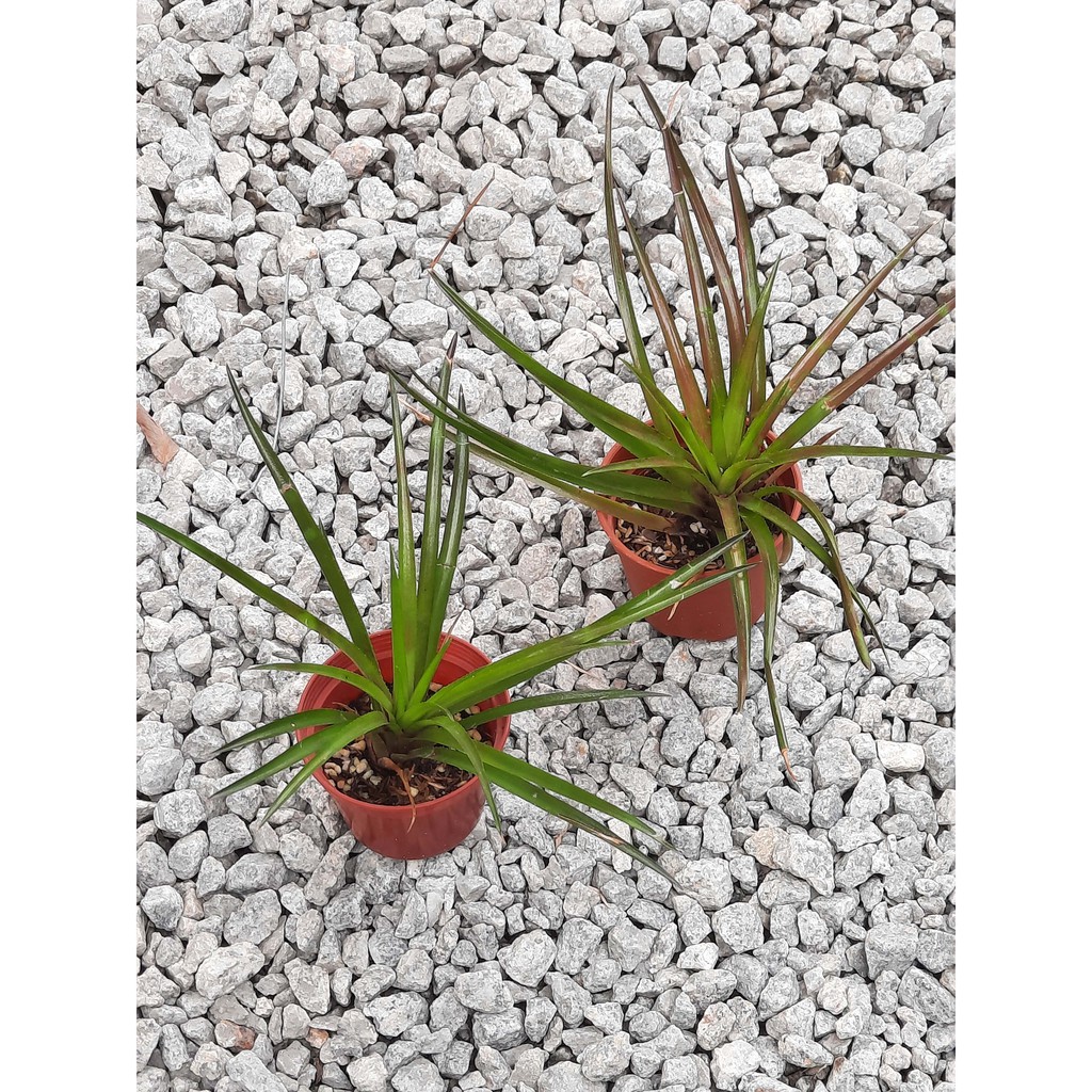Neophytum Firecracker Red Bromeliad Unique House Plant | Shopee Malaysia