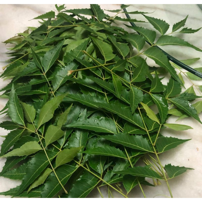 Daun semambu segar dari pokok. | Shopee Malaysia