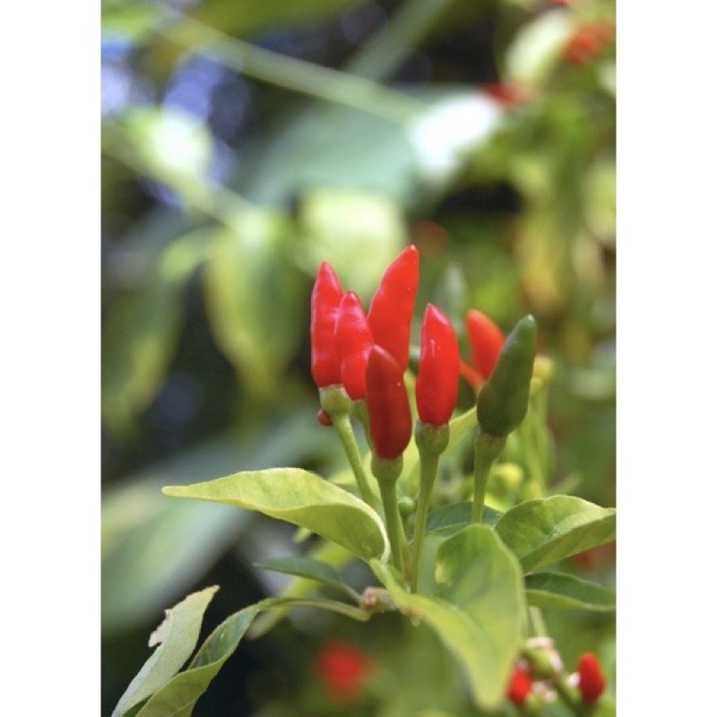 POKOK CILI PADI KAMPUNG / ANAK POKOK LADA KAMPUNG | Shopee Malaysia