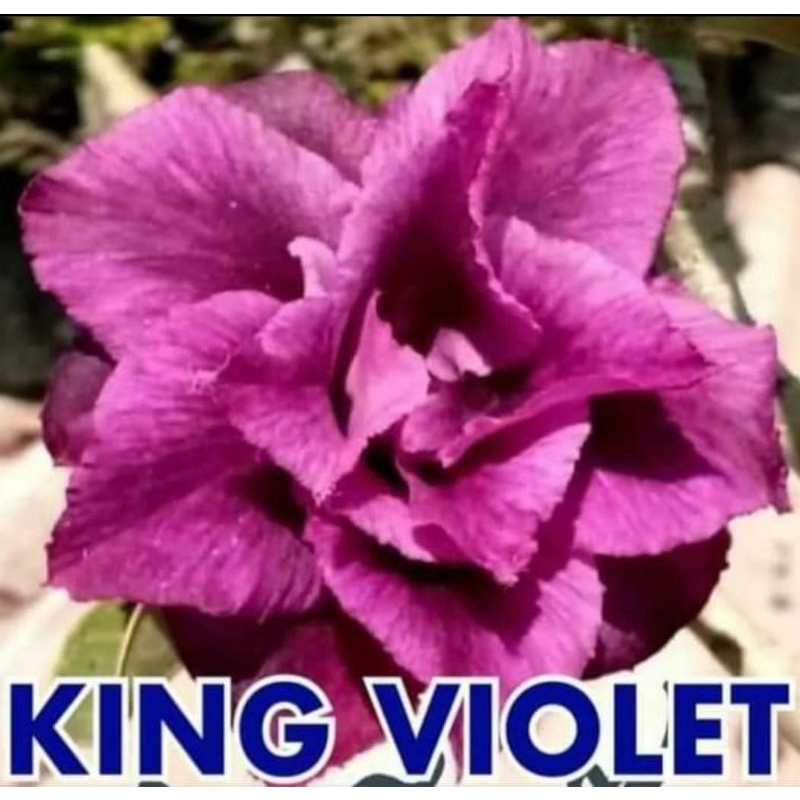 POKOK ADENIUM PURPLE ID KING VIOLET( pos dgn pasu) | Shopee Malaysia