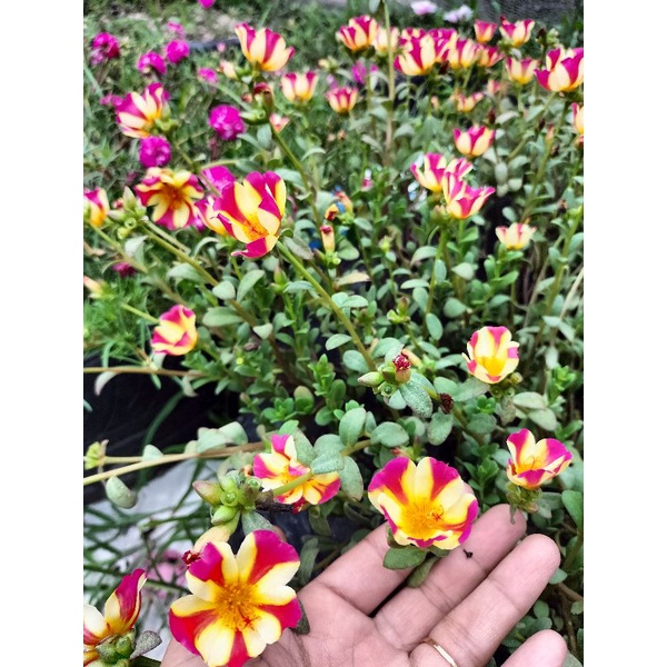 ROSE JEPUN BUNGA RJ KERATAN ROS JEPUN ROSE | Shopee Malaysia