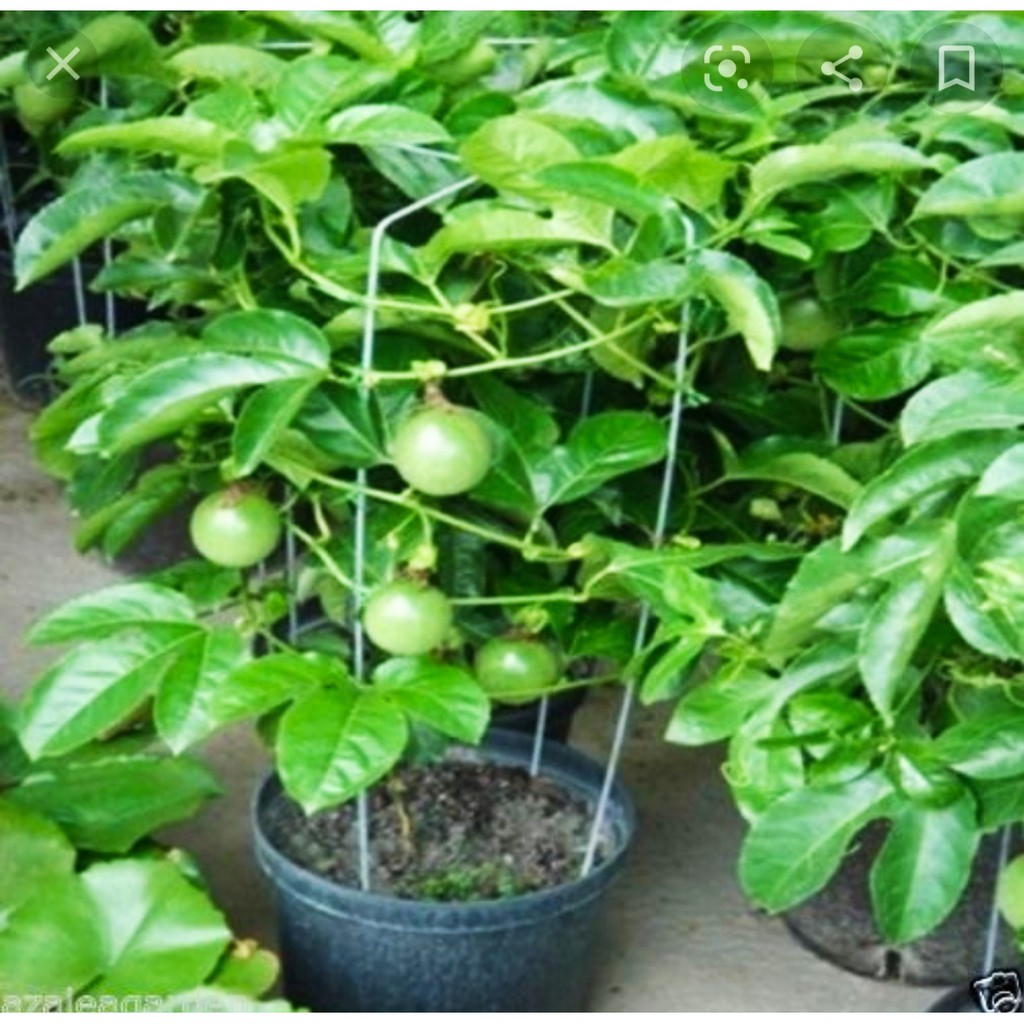 ANAK POKOK MARKISA / PASSION FRUIT PLANT ( +- 10 INCHES) REAL LIVE PLANT PASSION FRUIT PLANTS ...