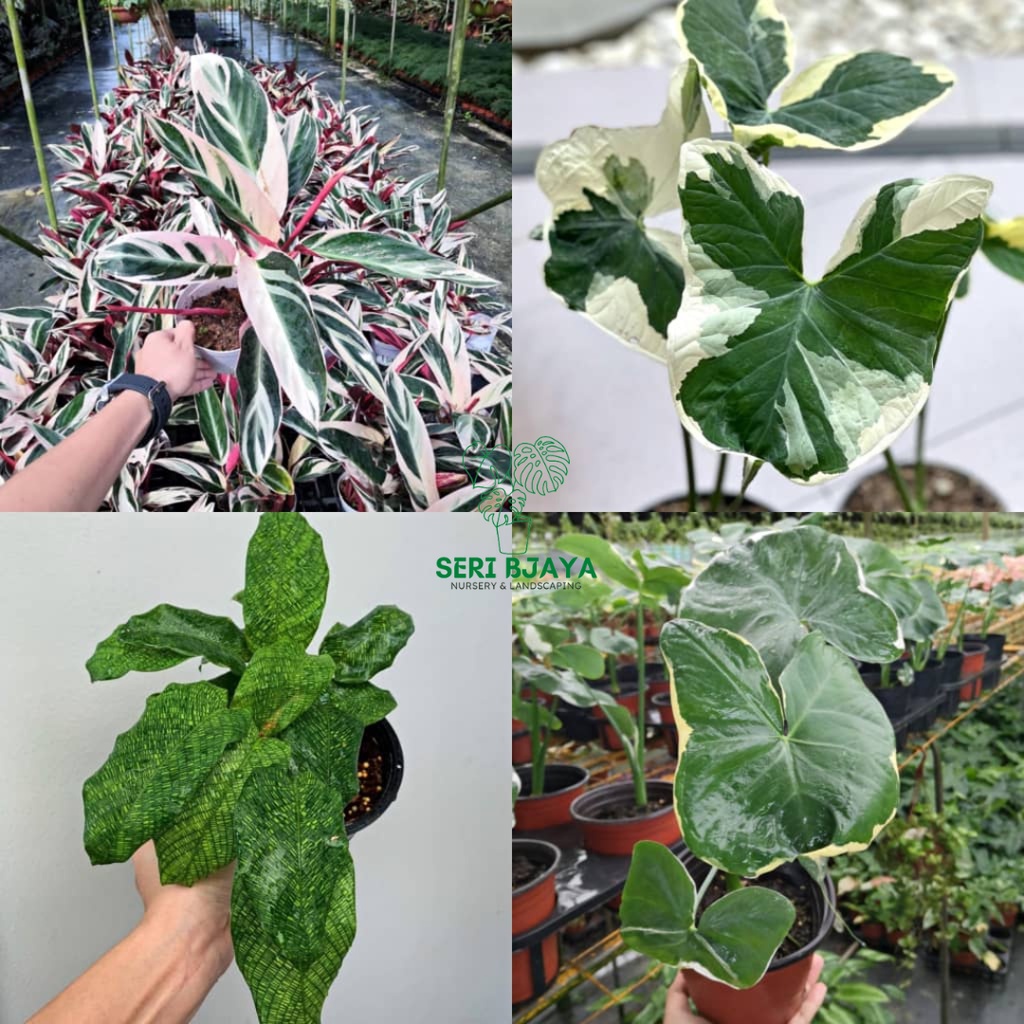 New Stock #2 Big P150 Calathea Musaica /Leopardina /Mickey Mouse ...