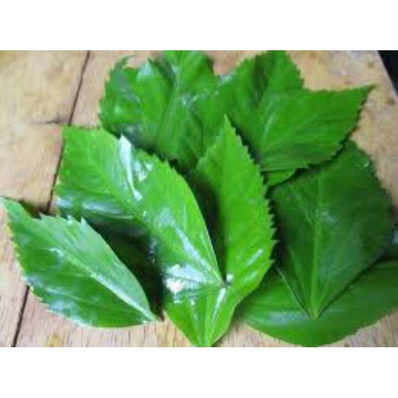 Daun bunga raya segar penawar semulajadi | Shopee Malaysia