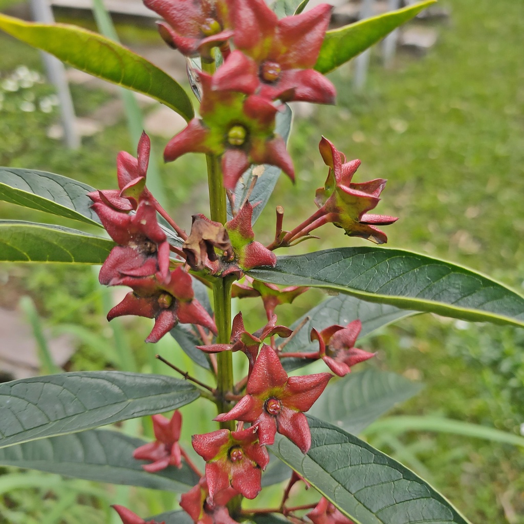 POKOK KACIP FATIMAH KAMPUNG/ULAM SEPANJANG/TONGKAT RASUL (Cleodendrum ...