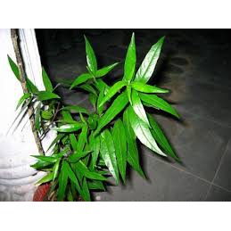 MKT - Anak Pokok Gandarusa Hitam / Daun rusa / Gendarussa plant / Pokok ...