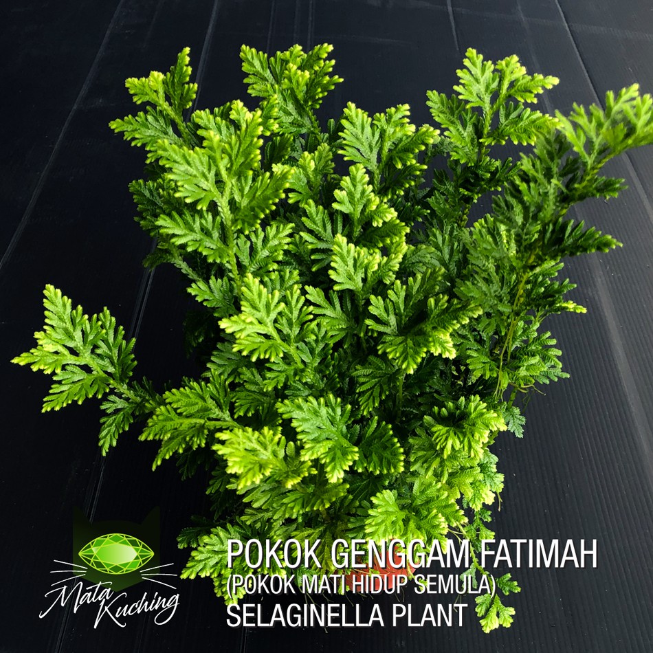 Pokok Genggam Fatimah ( Pokok mati hidup semula) / Selaginella Plant ...