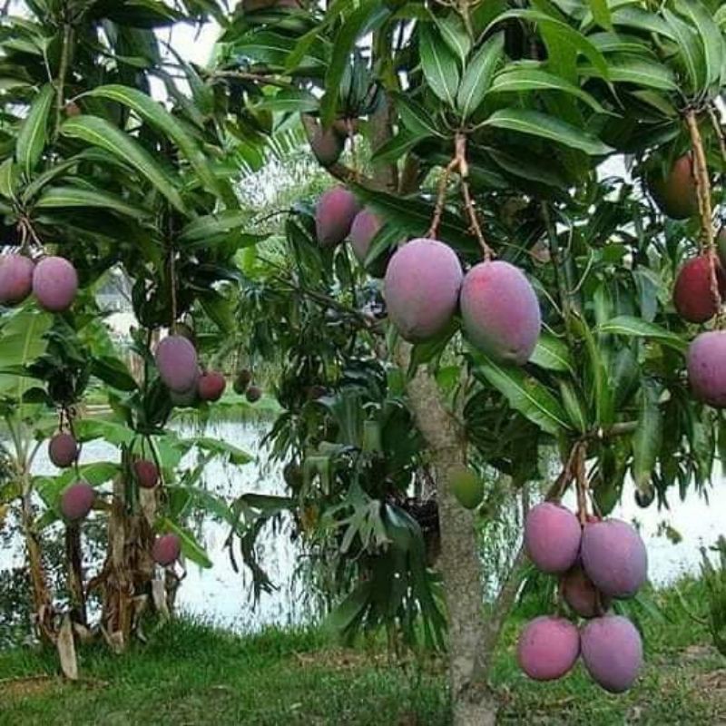 POKOK MANGGA IRWIN/PURPLE | Shopee Malaysia