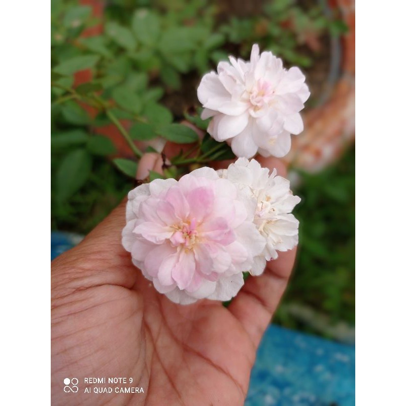 Anak Benih Pokok Bunga Ros Kampung Pink Lembut/ Rose Pengantin/Rose Cecilia Dalam Polibeg ...