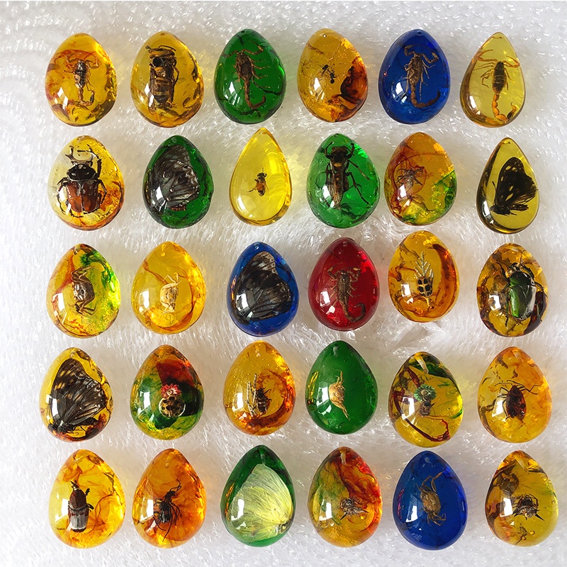 Kalung spesimen serangga ambar loket rama-rama serangga sebenar buku ...