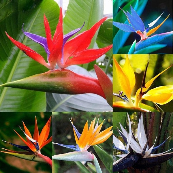 New Nice Adorable Flower Fragrant Seeds Fragrant Blooms Strelitzia ...