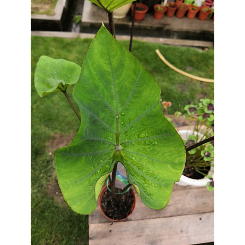 Pokok hidup alocasia teacup | Shopee Malaysia