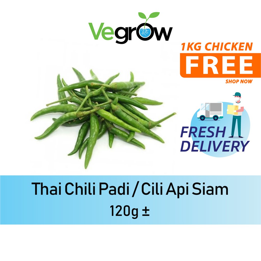 🔥FRESH 🔥Thai Chili Padi / Cili Api Siam 120g +- | Shopee Malaysia