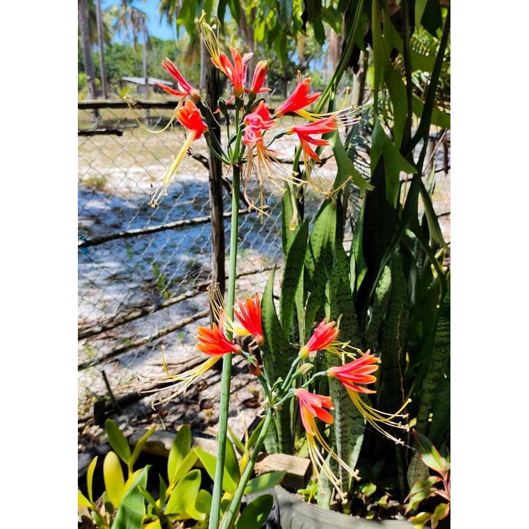 Pokok Lily Bunga Oren | Shopee Malaysia