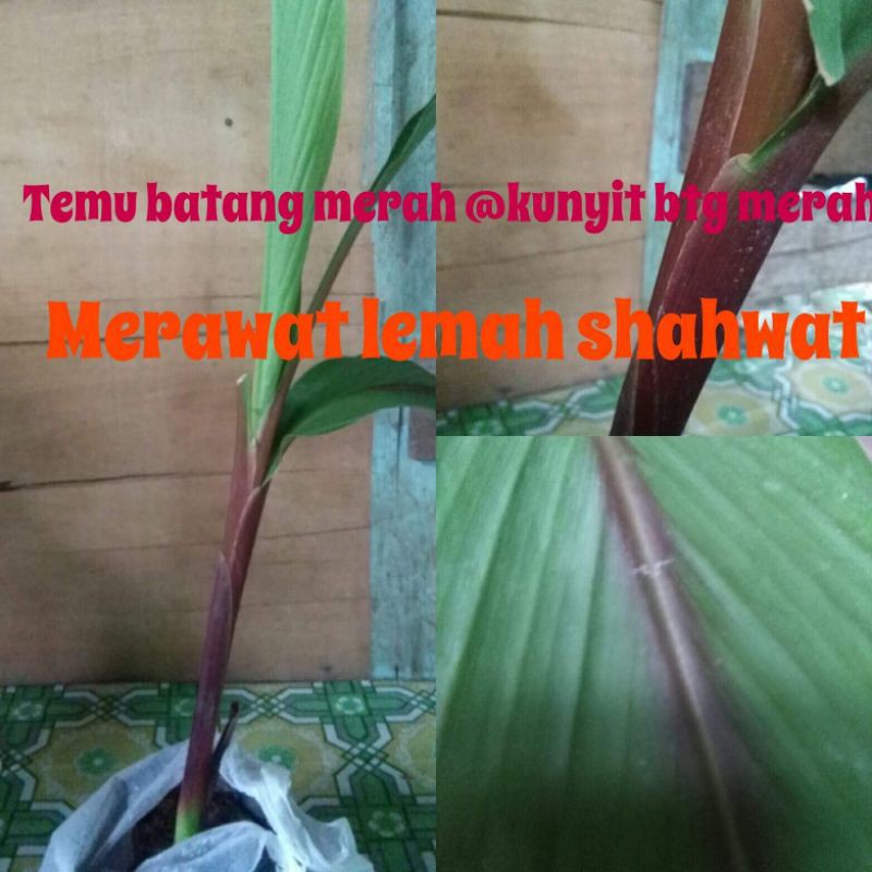 Temu Emas @temu barang merah, pelbagai khasiatnya, antara nya merawat ...