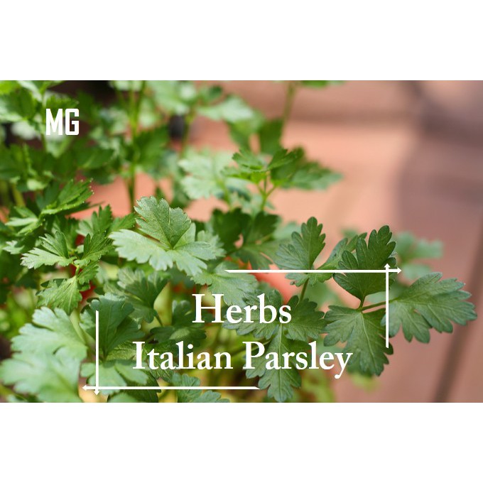 *Edible* Italian Dark Green Flat Parsley Herbs Seeds - 100 Seed *Pot Friendly* Tanam Pasu Benih ...